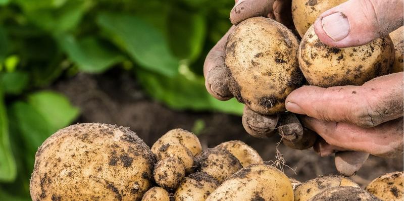 Oderings Garden Centres | Seed Potatoes - A great variety of Seed ...
