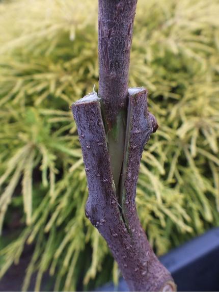 Oderings Garden Centres | How to Graft - Rootstock & Scion
