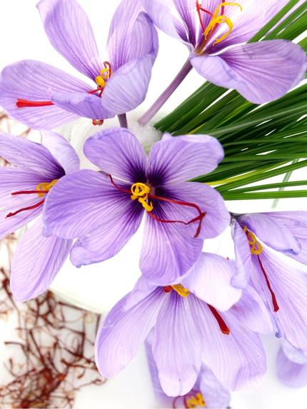 Oderings Garden Centres | Grow your own saffron