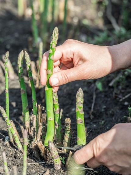 Oderings Garden Centres | Growing Asparagus