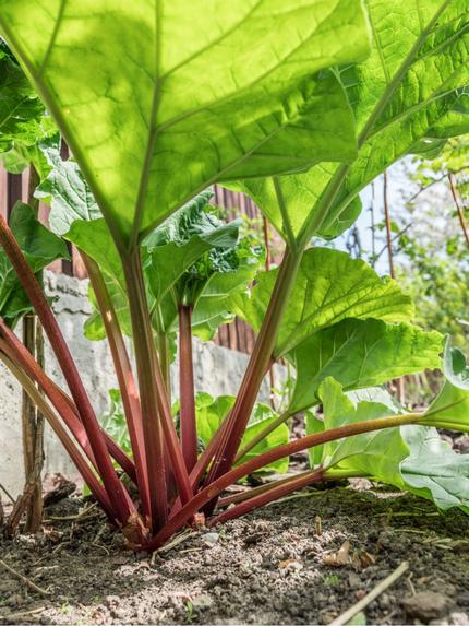 Oderings | Growing Rhubarb: A Delicious, Easy-Care Vegetable