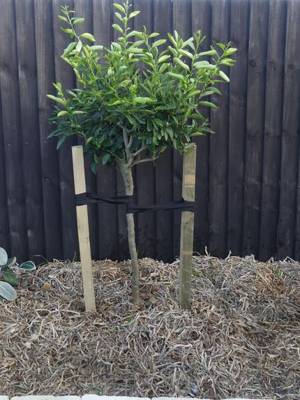 Oderings Garden Centres | Staking Trees Correctly