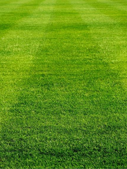 Oderings Garden Centres | 3 Steps to a Great-Looking Lawn In Autumn