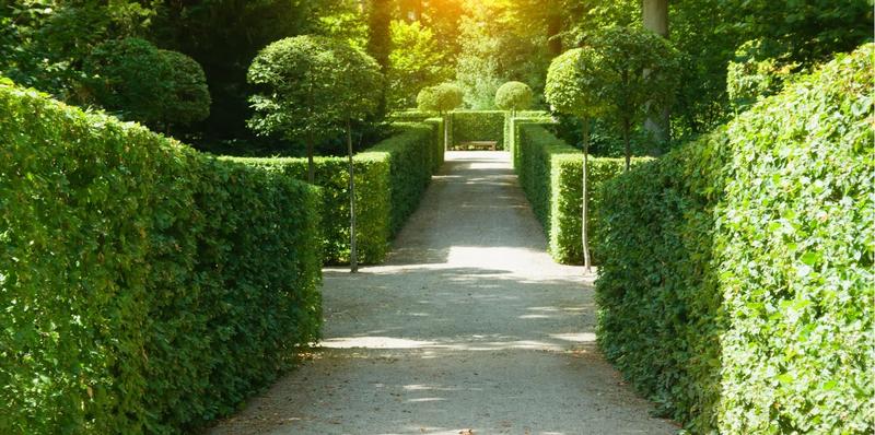 Oderings Shrubs - We grow our own shrubs so you get the best quality