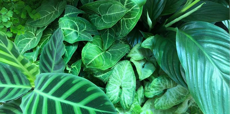 Oderings houseplants - We grow our own houseplants so you get the best ...