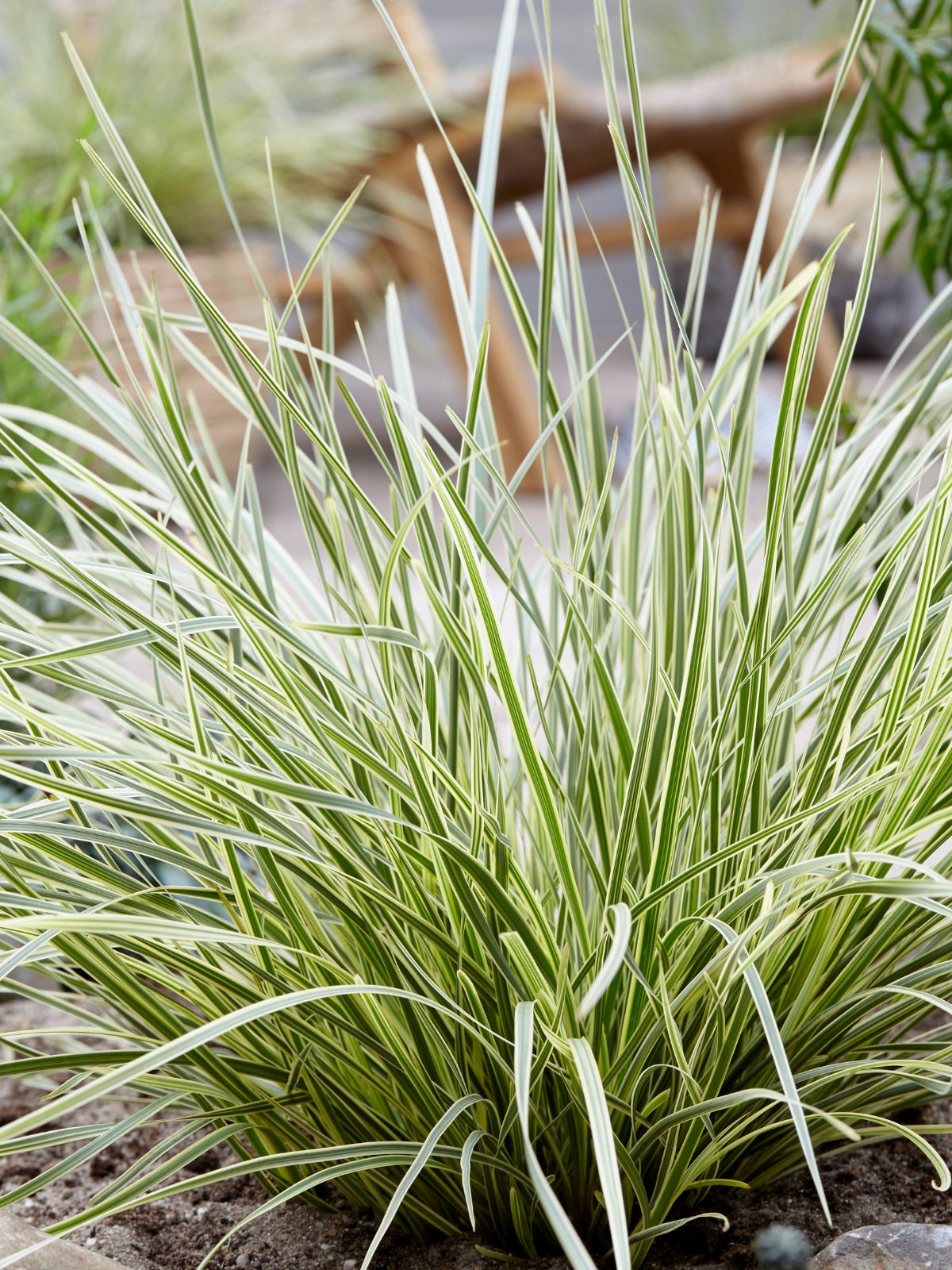 Oderings Garden Centres | Shrub - Lomandra White Sands