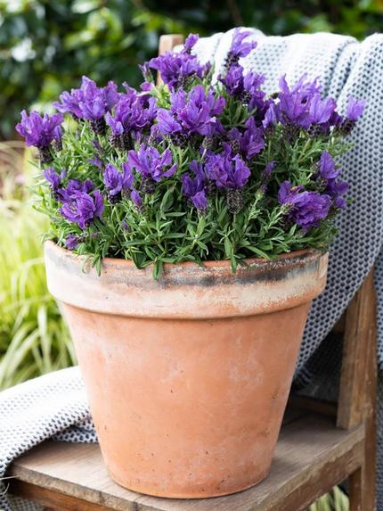 Oderings Garden Centres | Growing Lavender in Gardens and Pots