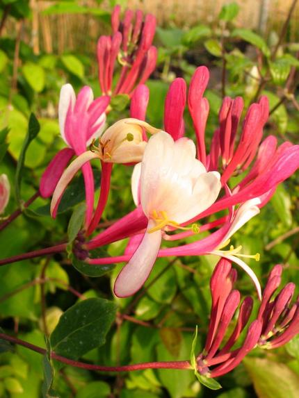 Oderings Garden Centres | Lonicera - Climbing Honeysuckle