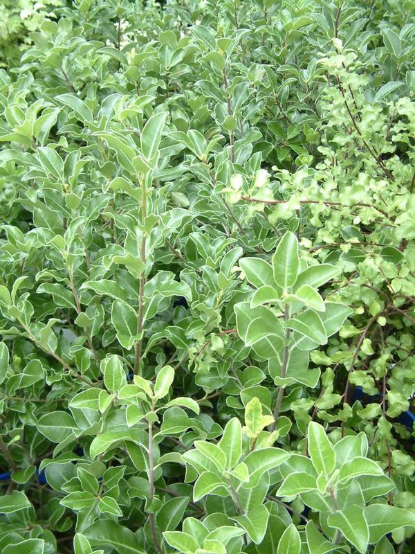 Oderings Garden Centres | Shrub - Pittosporum Stephens Island