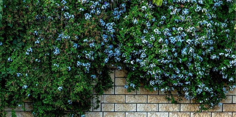 Oderings Garden Centre | Climbers