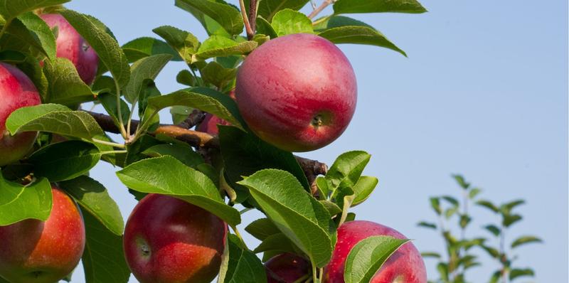 Eating fresh fruit and nuts is made easy when you shop online for ...
