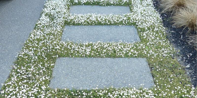 Oderings Garden Centre | Walkable Groundcovers