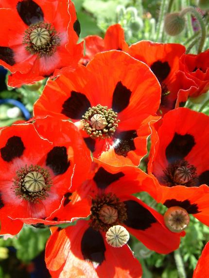 Oderings Garden Centres | Anzac Poppy – A Symbol of Remembrance