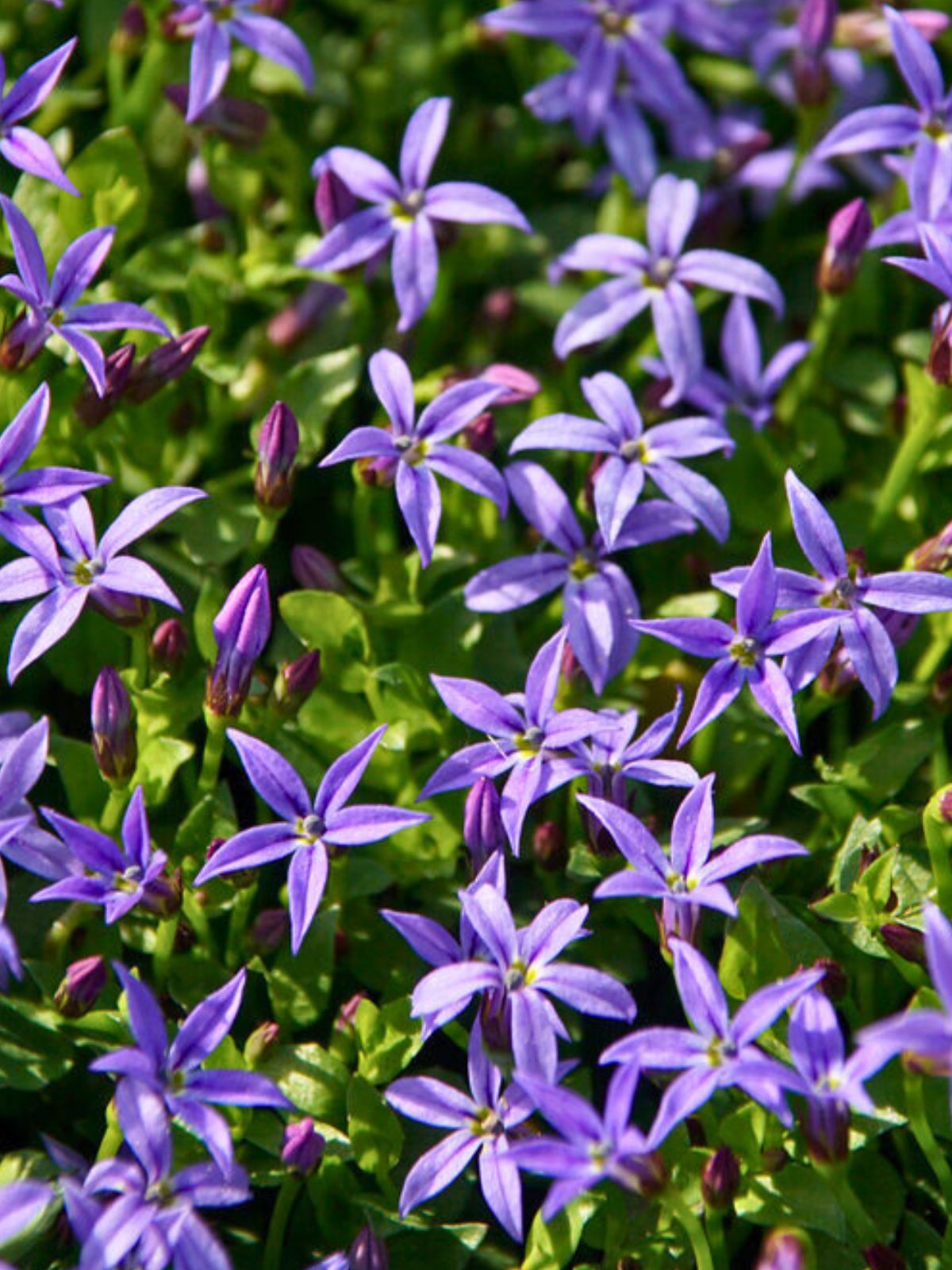 Oderings Garden Centres | Perennials - Pratia Country Park