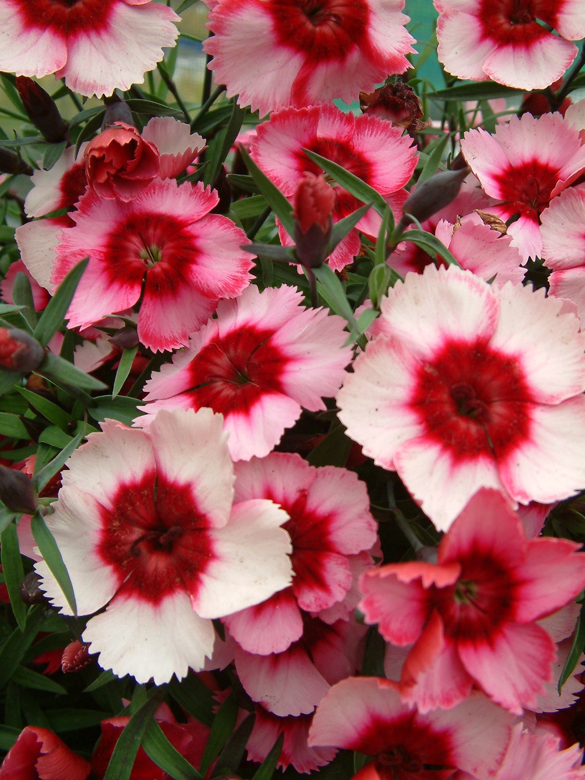Oderings Potted Colour | Bedding Plant - Dianthus Raspberry