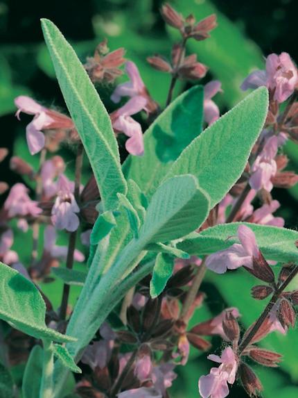 Oderings Garden Centres | Growing Sage - Versatile and Resilient