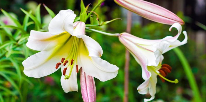 Oderings | Flowering Bulbs - We have Christmas lily bulbs