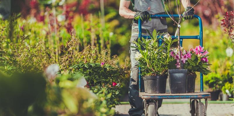 Oderings Shrubs - We grow our own shrubs so you get the best quality