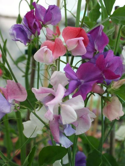 Oderings Garden Centres | Growing Sweet Peas - A Timeless Favourite