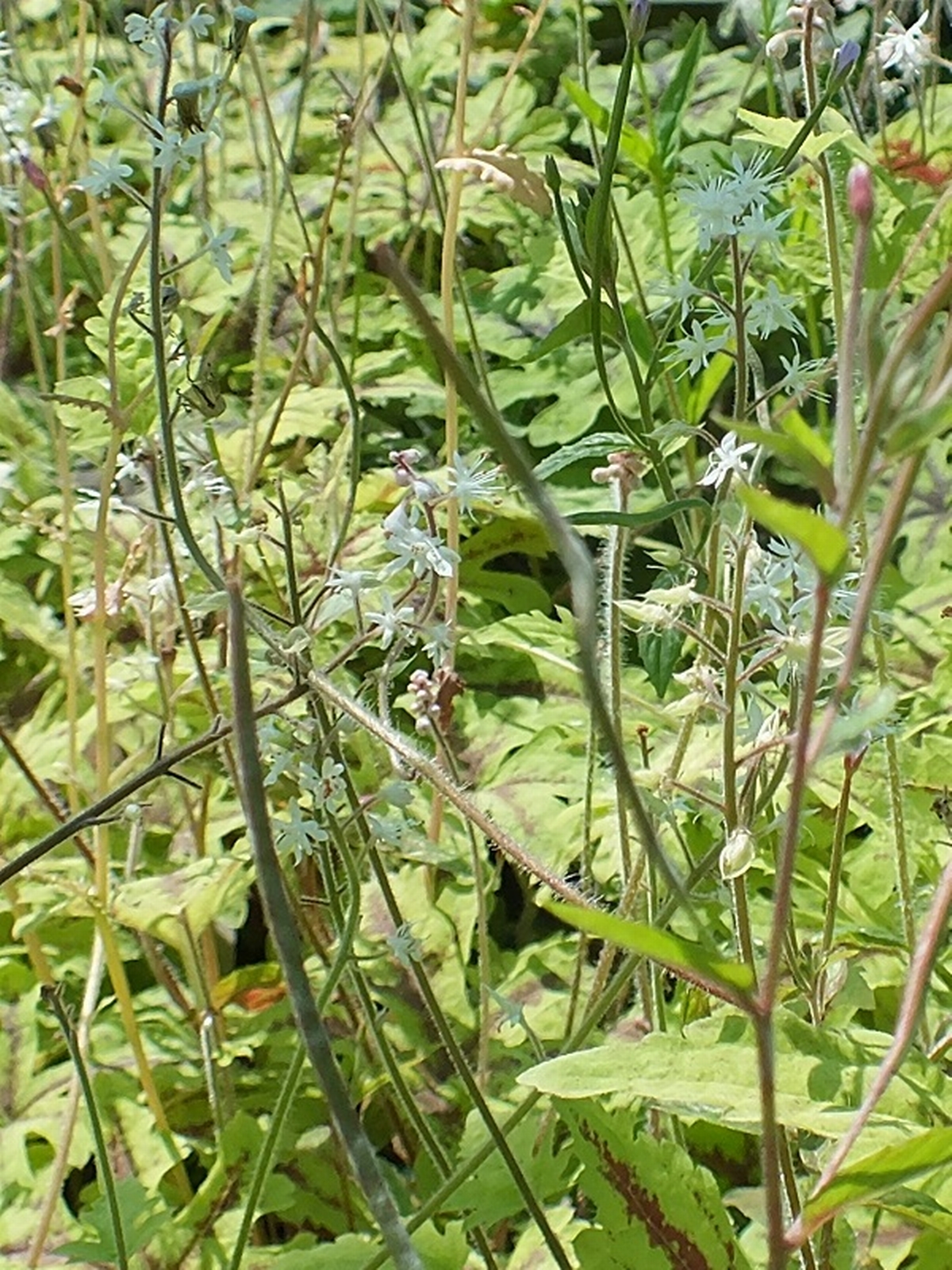 Oderings Garden Centres | Perennials - Tiarella Oregan Trail
