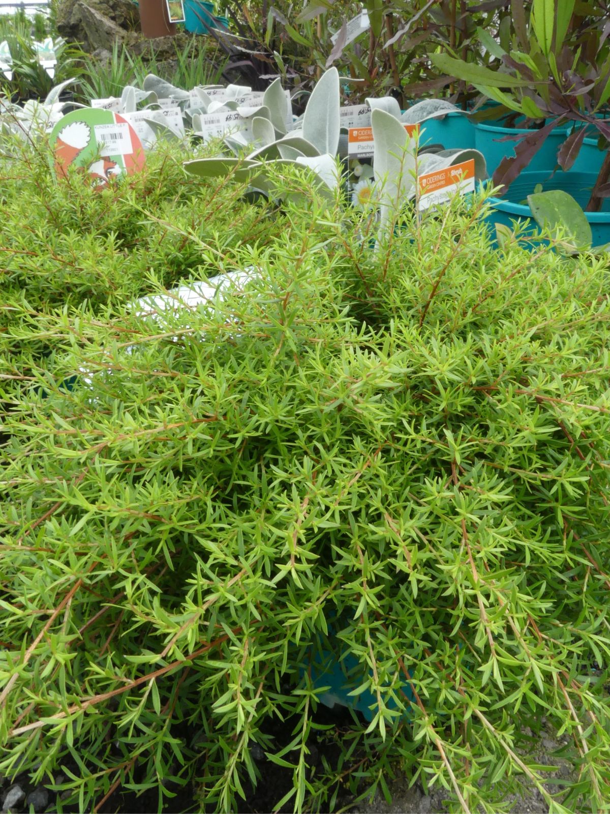 Oderings Garden Centre | Shrubs - Kunzea Little Fox