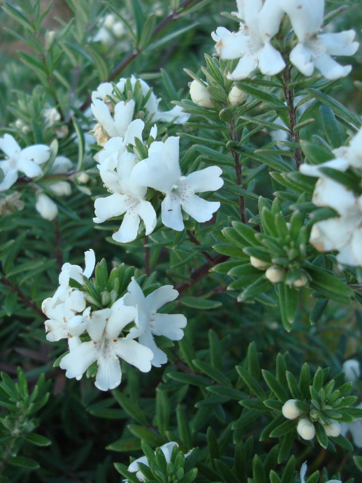 Oderings Garden Centres | Perennials - Westringia Mundi 2L