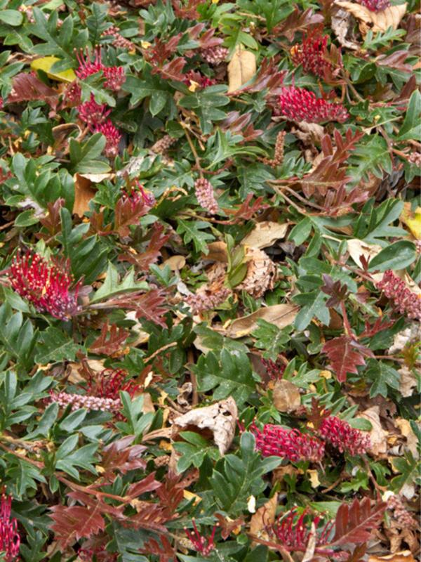 Oderings Garden Centres | Shrub - Grevillea Gaudi Chaudi