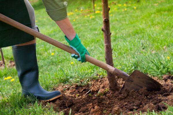 Oderings Garden Centres | Gardening Guide - Prune and train your fruit ...