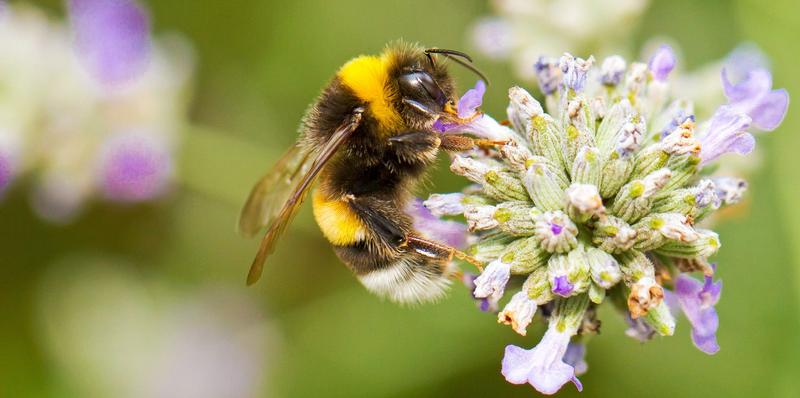 Oderings Garden Centres | Pollinator Friendly Gardens