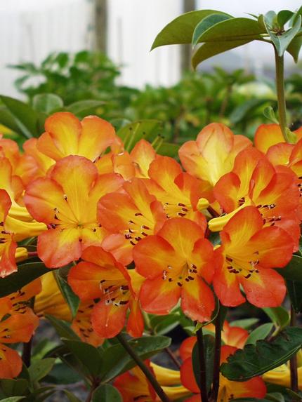 Oderings | Vireya Rhododendrons - A Tropical Delight for Your Garden