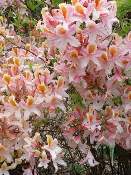 Oderings Garden Centres | Growing Deciduous Azaleas