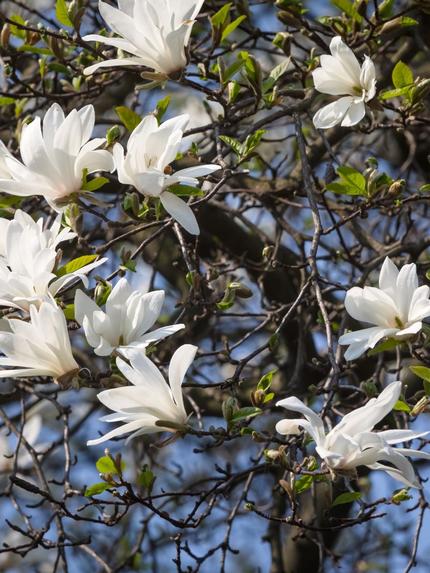 Oderings Garden Centres | Growing Deciduous Magnolias