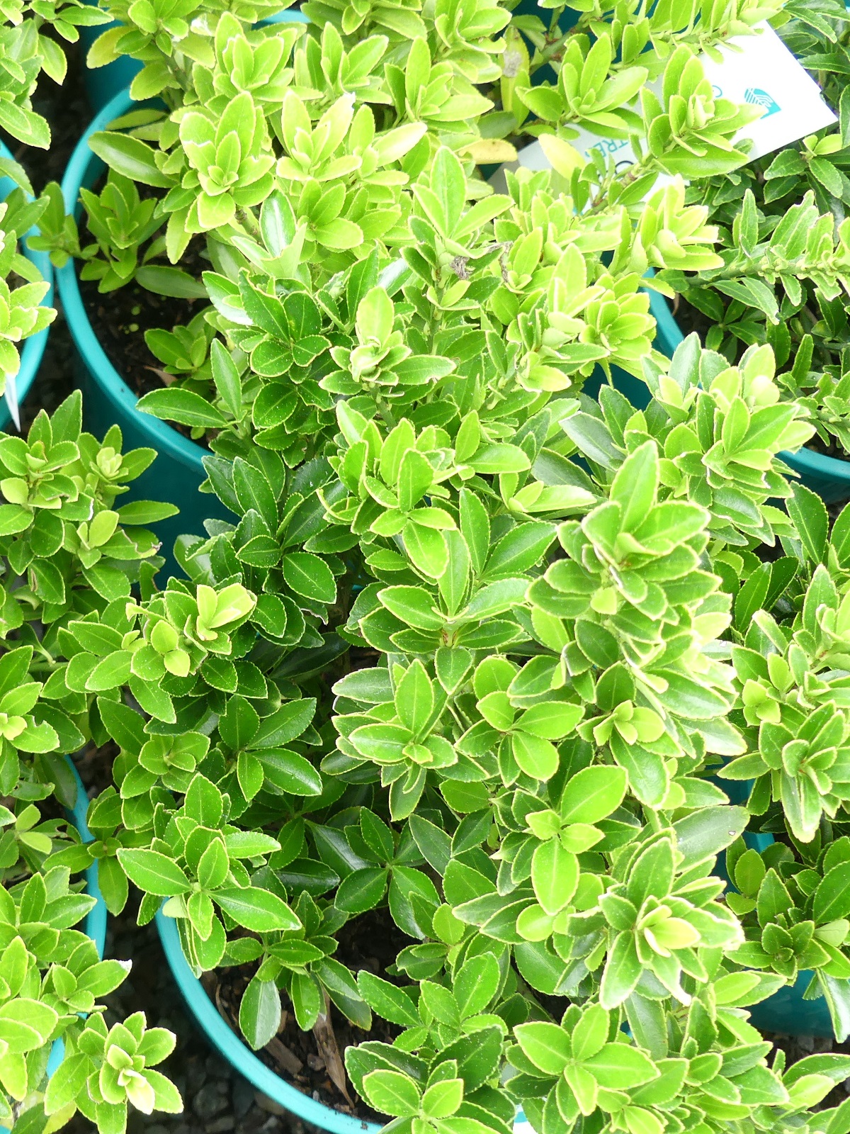 Oderings Garden Centres Shrub Euonymus Emerald Gem 1 3L