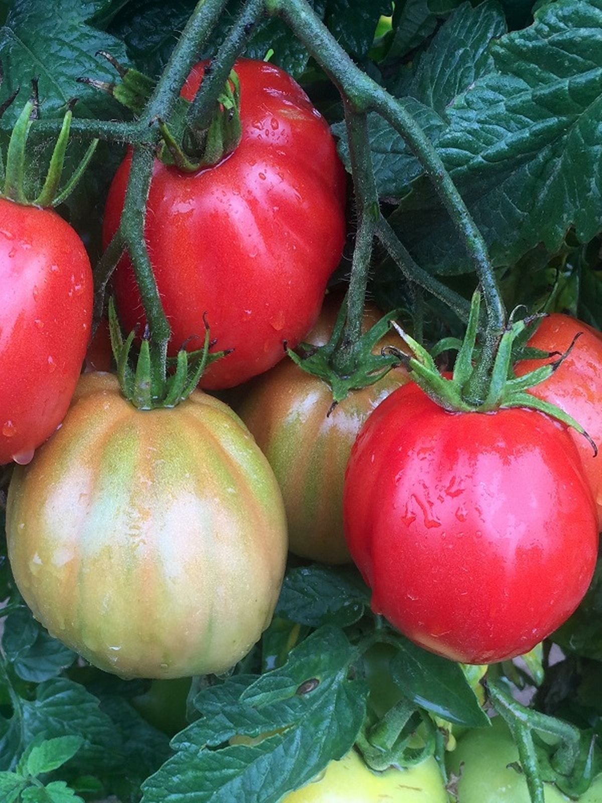 Oderings Garden Centres | Tomato Ox Heart 1.3L