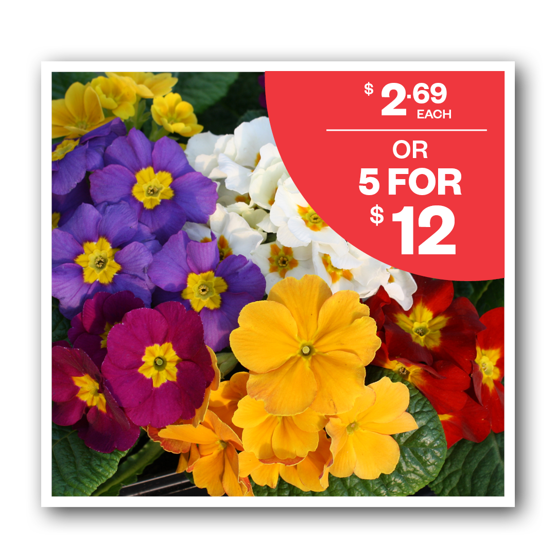 Oderings Garden Centres | Great quality plants. Shop for plants in our ...